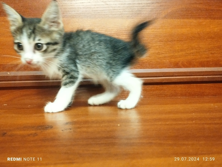 Отдам мальчика котёнка
