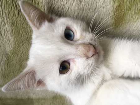 Mushuk , кошка oq kuzi 2 xil