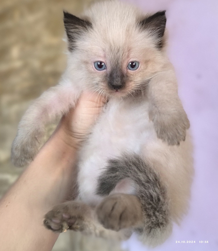 Продаются красивые котята! Породы Былинез
