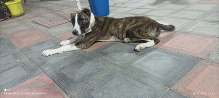 Alabay va Pitbul dan chachishgan Metis Gibrid kuchuk sotiladi  3 oylik