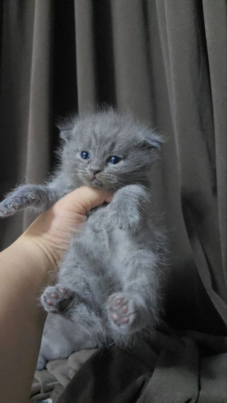 Породистые котята 5шт