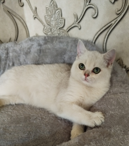 Serebritsiy shinshila