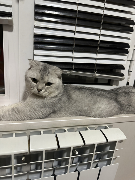 Вязка кот приглашает дам к себе