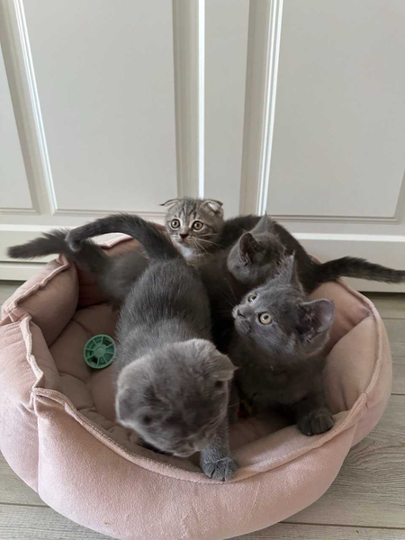 Продаются котята скоттиши