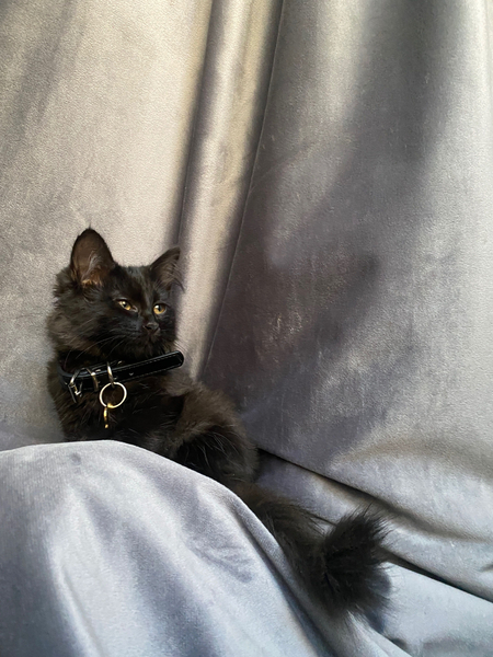 Котенок смесь 3 месяца