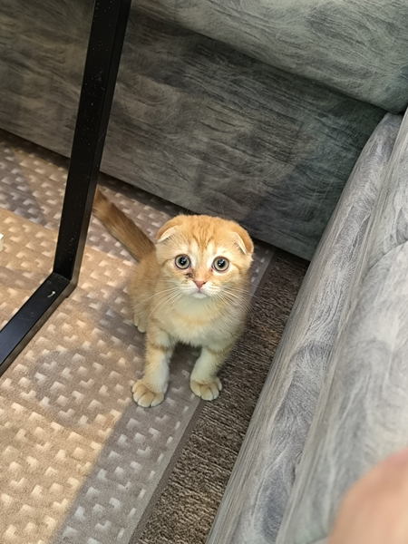 Висло ухий кот продоедся
