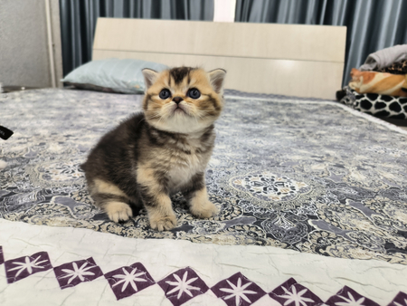 Котёнок от правильной вязки