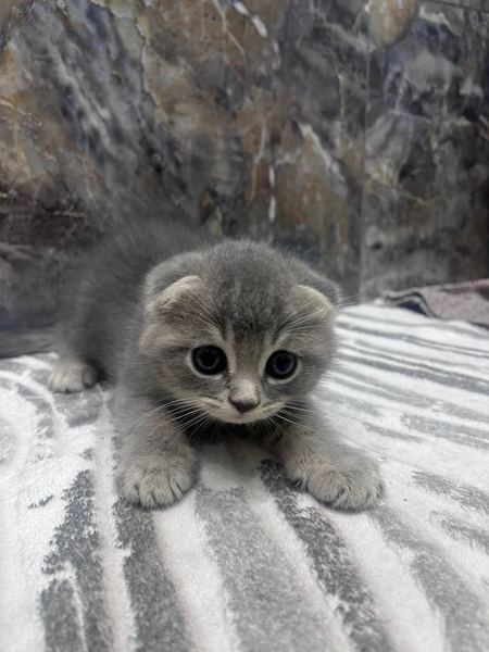 Котёнок шотландский скоттиш-фолд
