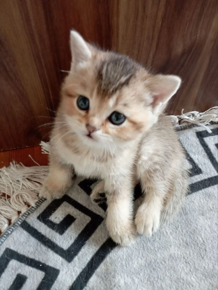 Золотистая шиншила дев. 1.5 мес