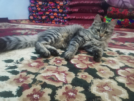Zotdor mushuk sotiladi Zoti juda yaxshi mushuk oganilaga yarasha mushu