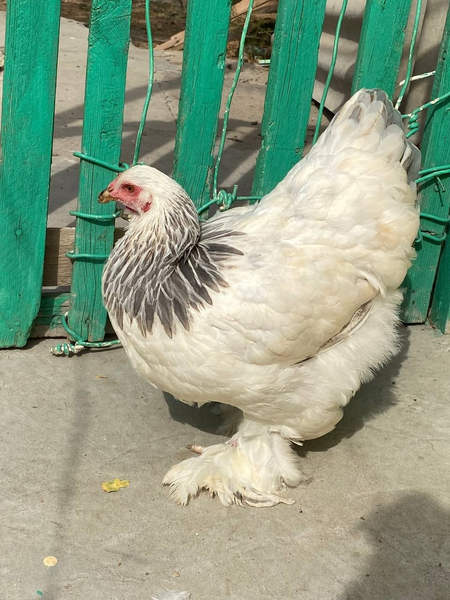 Продам петухов и кур порода Брама