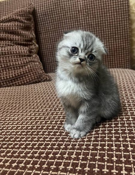 вислоухий котенок