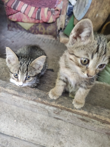 Котята в добрые руки