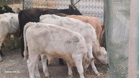 Angus, Limuzin, Avlokul sifatli qoramollari sotiladi