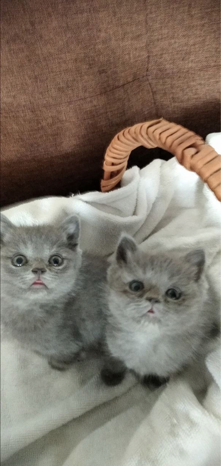 Котята 2 месяц 5 шт