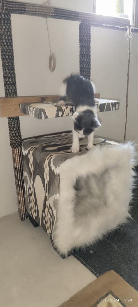 Домик для кошки новый