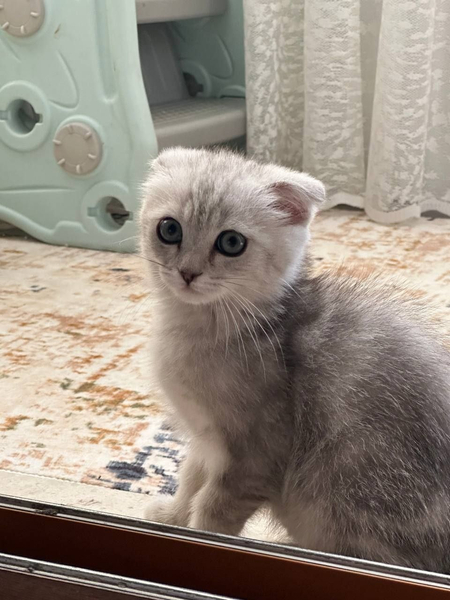 Продается котенок порода Бами