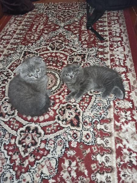 МУШУКЧАлар. Котята