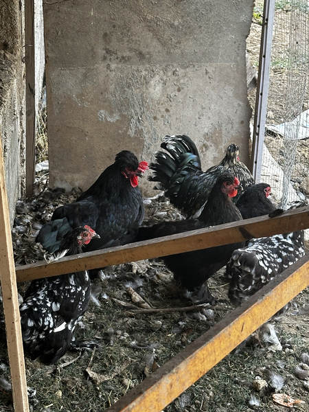 Yapon tovuqlar sotiladi