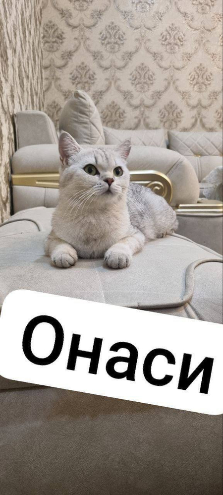 Кошка: Серебристая британская шиншилла. 2,5 месяць.