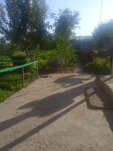 Каштан ку́чати 8 йиллик