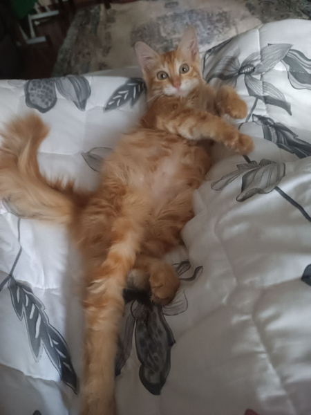 Рыженький котенок в добрые руки