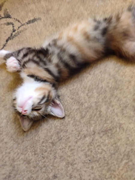 Домашний котёнок