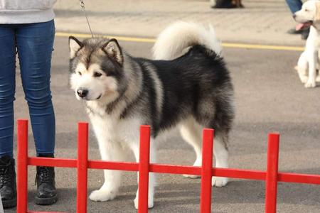 Предлогаеться два кобеля на вязку .