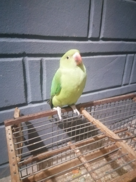 Ajrella rucnoy sotiladi
