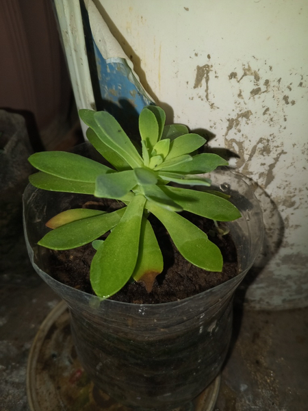Xona gullari sotiladi
