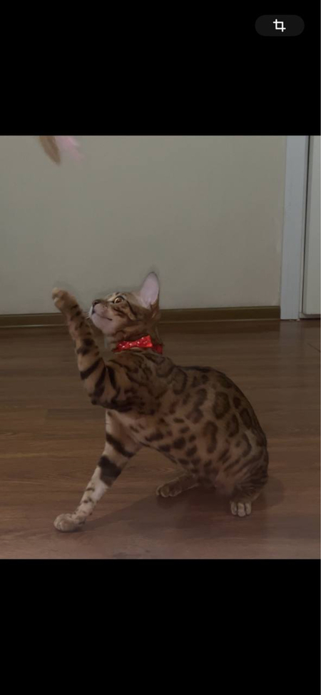 Бенгальская кошка
