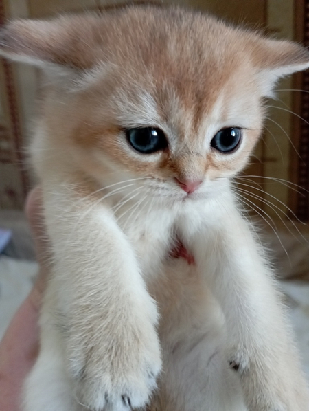 Шиншилы 1.5 мес.
