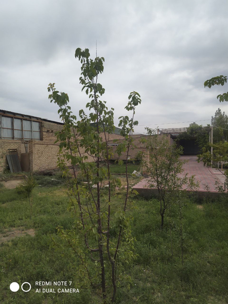 Земля 8 сотик