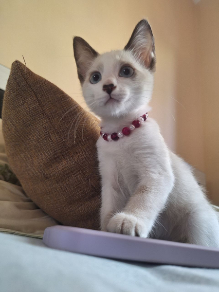 Продается сиамская кошка котенок