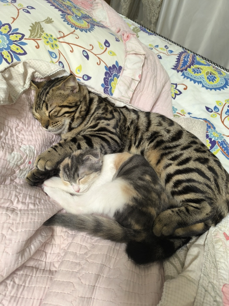 Mushuk Bengal+Fold