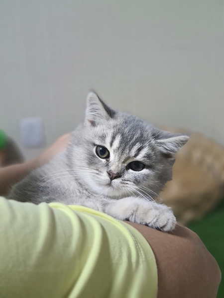 Котята  скоттиш страйт