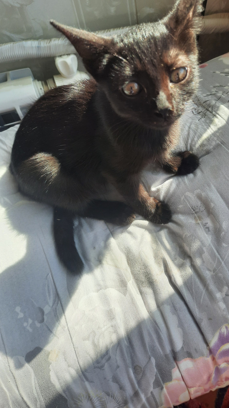 Бесплатно отдам котенка