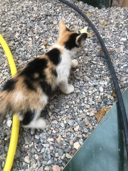 Котята шустрые уже 3 месяца