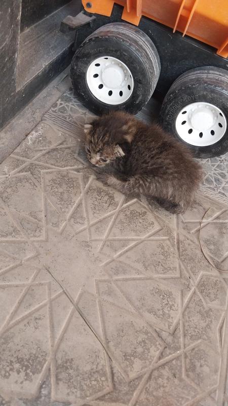 Котенок бесплатно