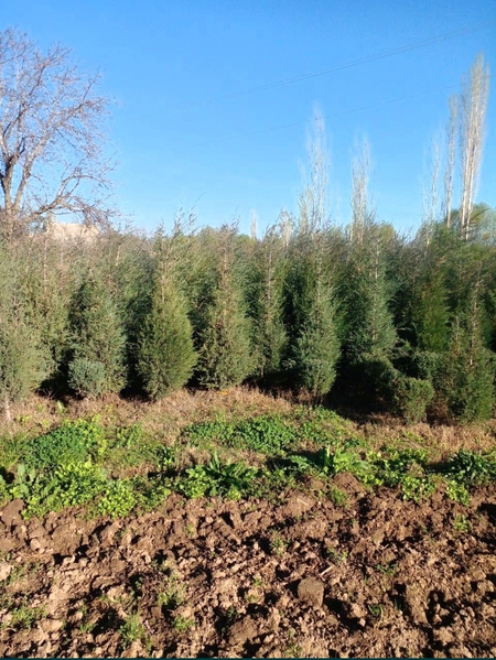 Archa koʻchati 