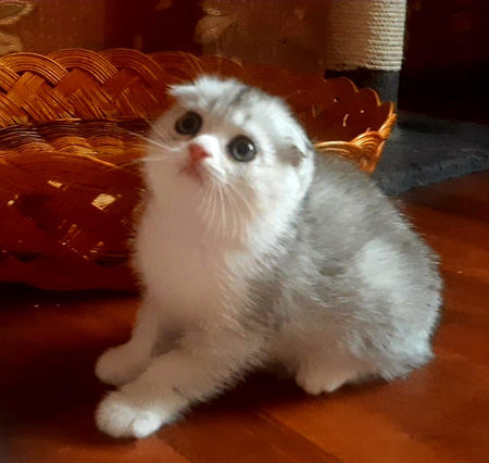 Skottish fold boy cat