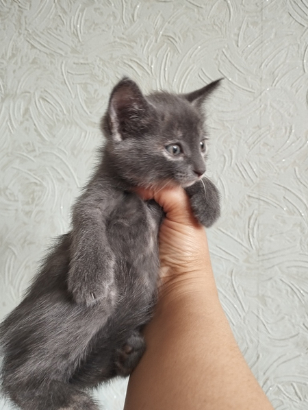Продается Котенок деаочка