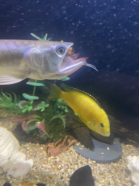 Arawana fish (aravana/аравана)