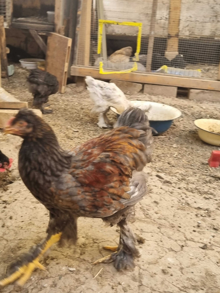 Продам домашние куры