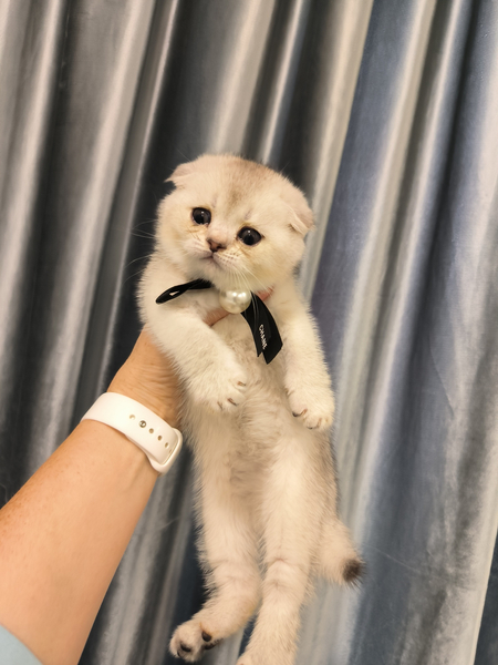 Шикарные чистокровные котята