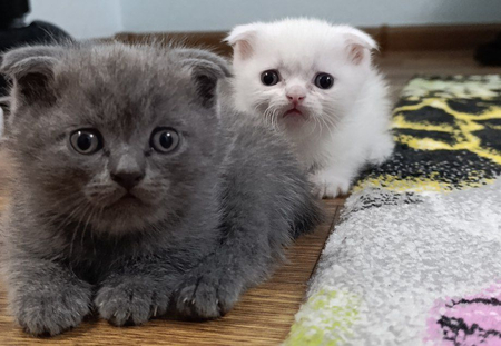 Продаются котята породы скоттиш страйт, скоттиш фолд!