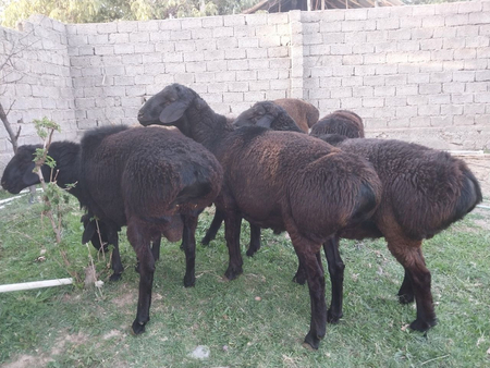 Qochqorlar sotiladi