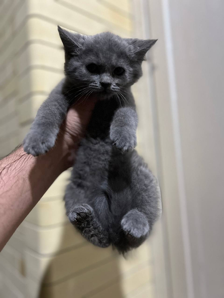 Продойотся чистокровние котята страйт