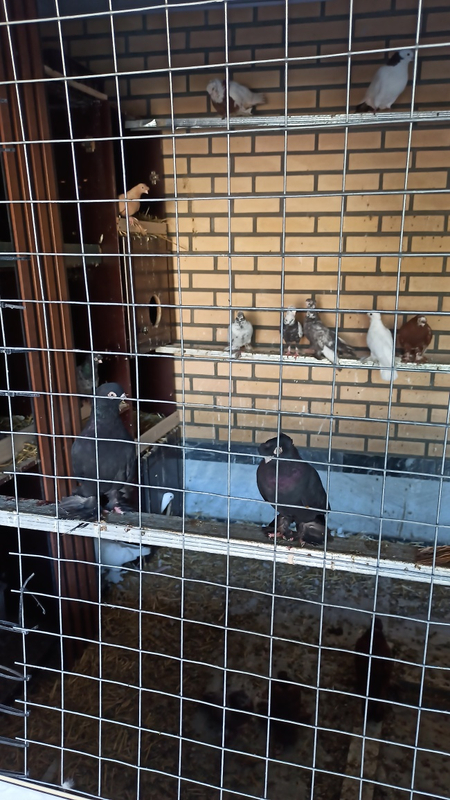 Павлин нар голуби кабутар кафтар пискуни
