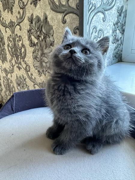 продойотся скотиш страйт малчык осталось один штук